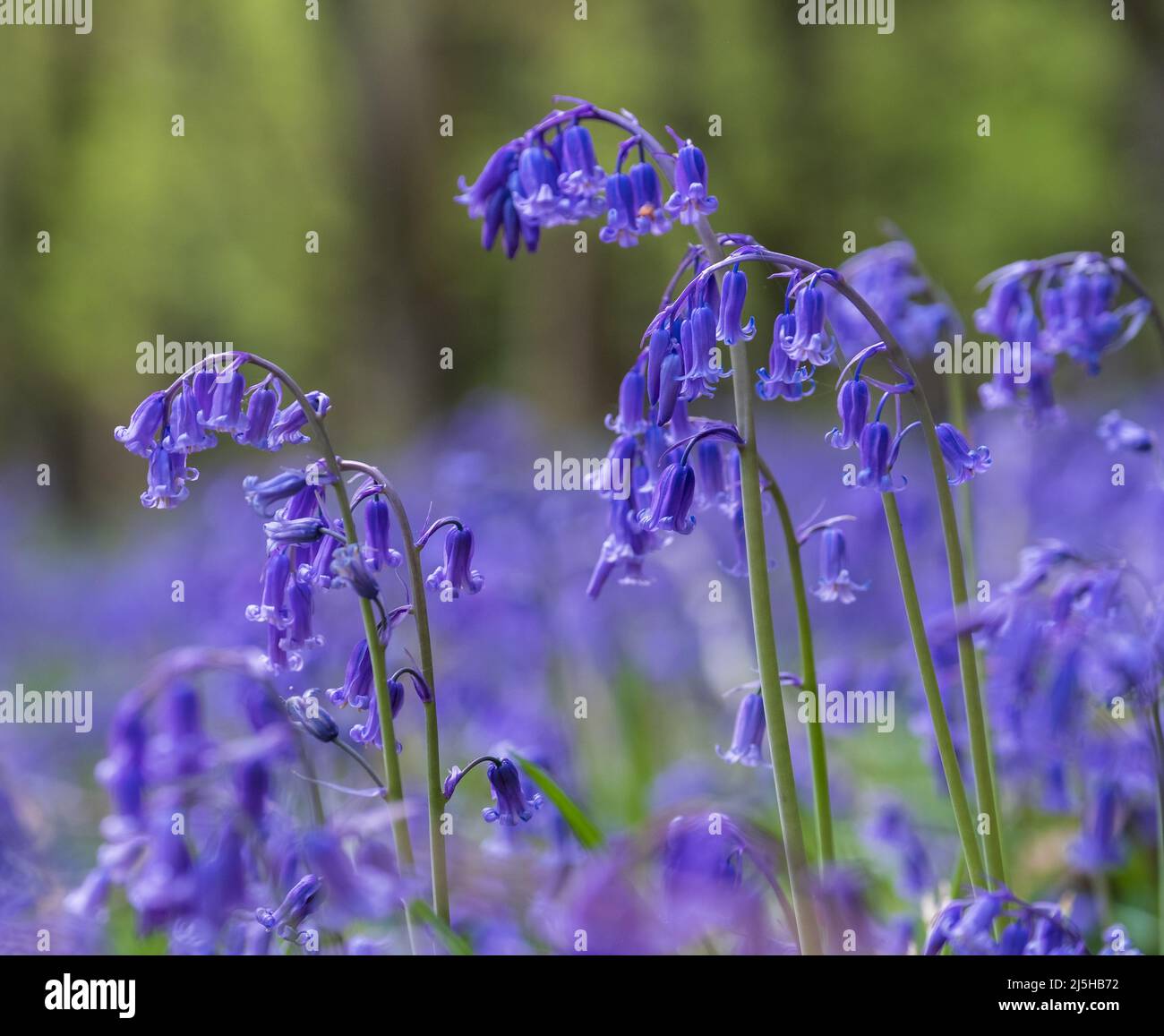 Close up photo of bluebells growing wild underneath the trees in Adams ...