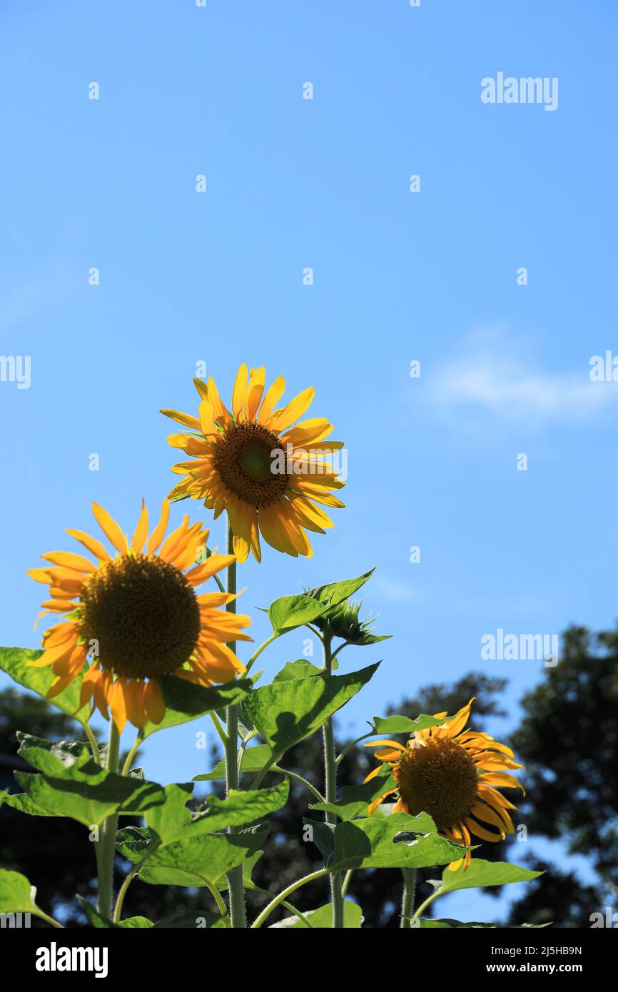 Clear blue sky and sunflowers Stock Photo - Alamy