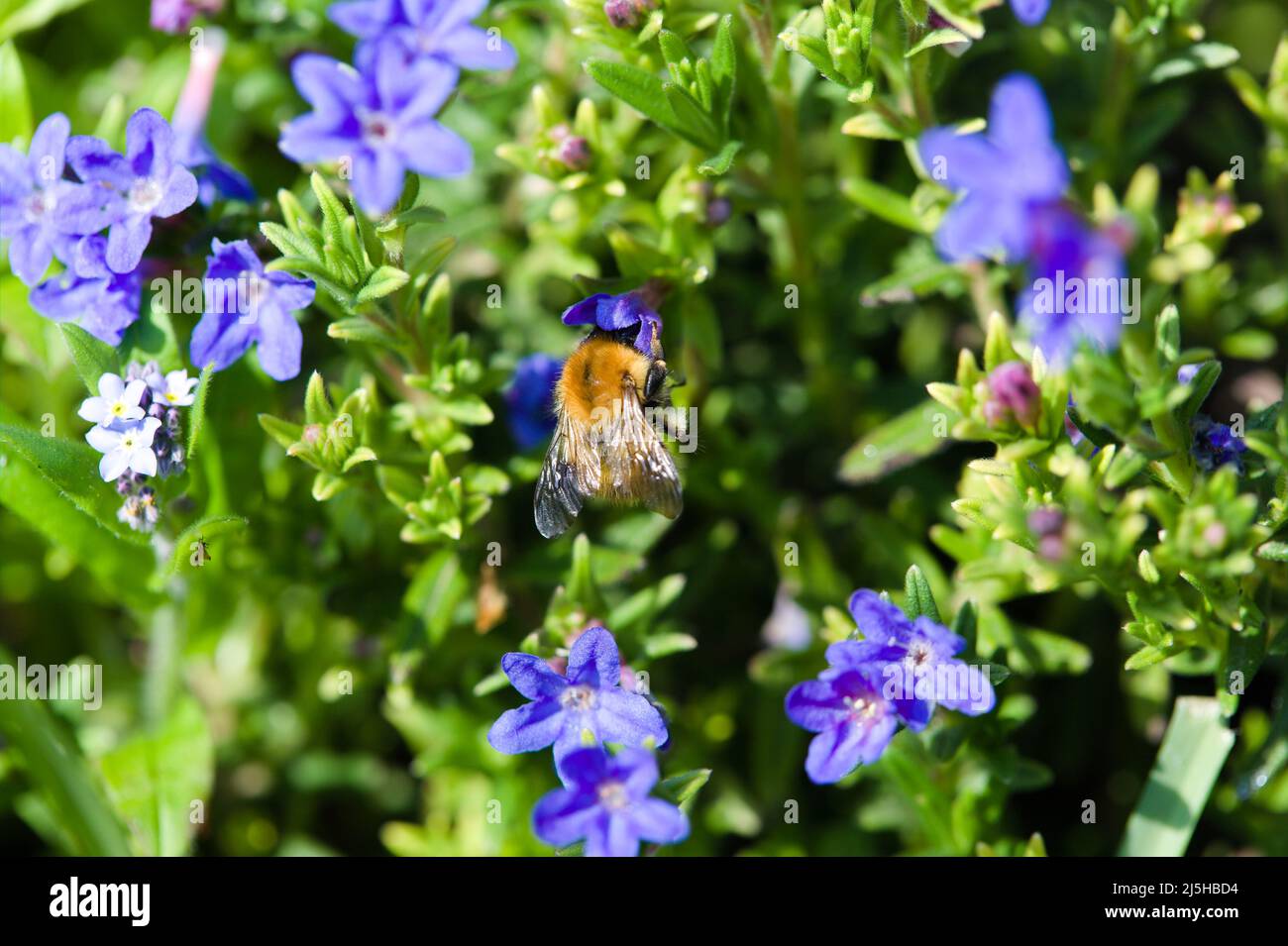 Natural World Pollinators - Rear-view of a Hairy-footed flower bee ...