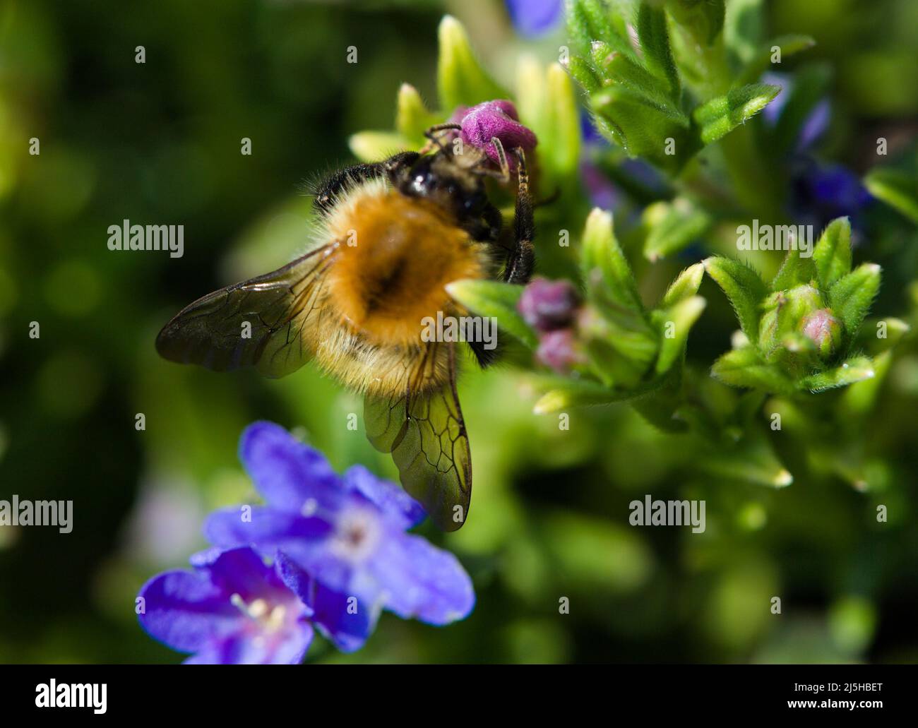 Natural World Pollinators - Rear-view of a Hairy-footed flower bee ...