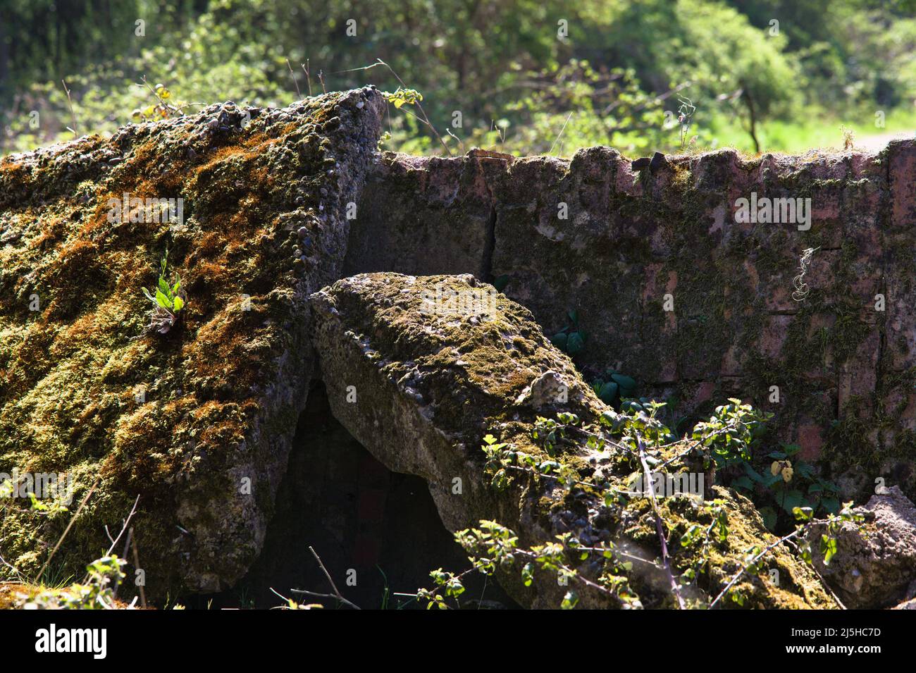 Close-up of mosses and lichens growing from the remains of an old ...