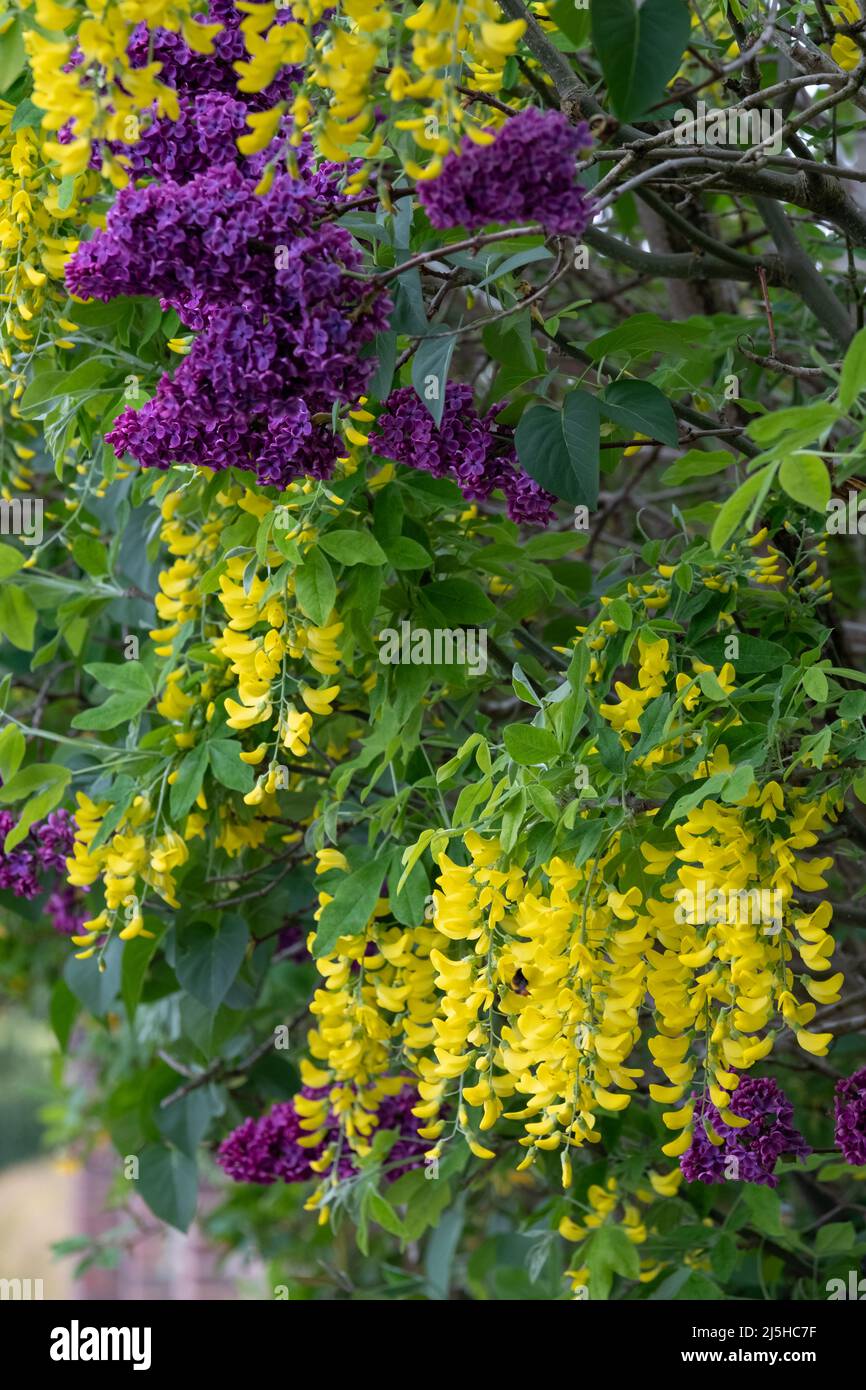 Close up of lilac and laburnum trees growing in close proximity in a ...