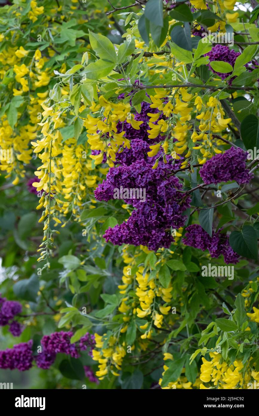 Close up of lilac and laburnum trees growing in close proximity in a ...