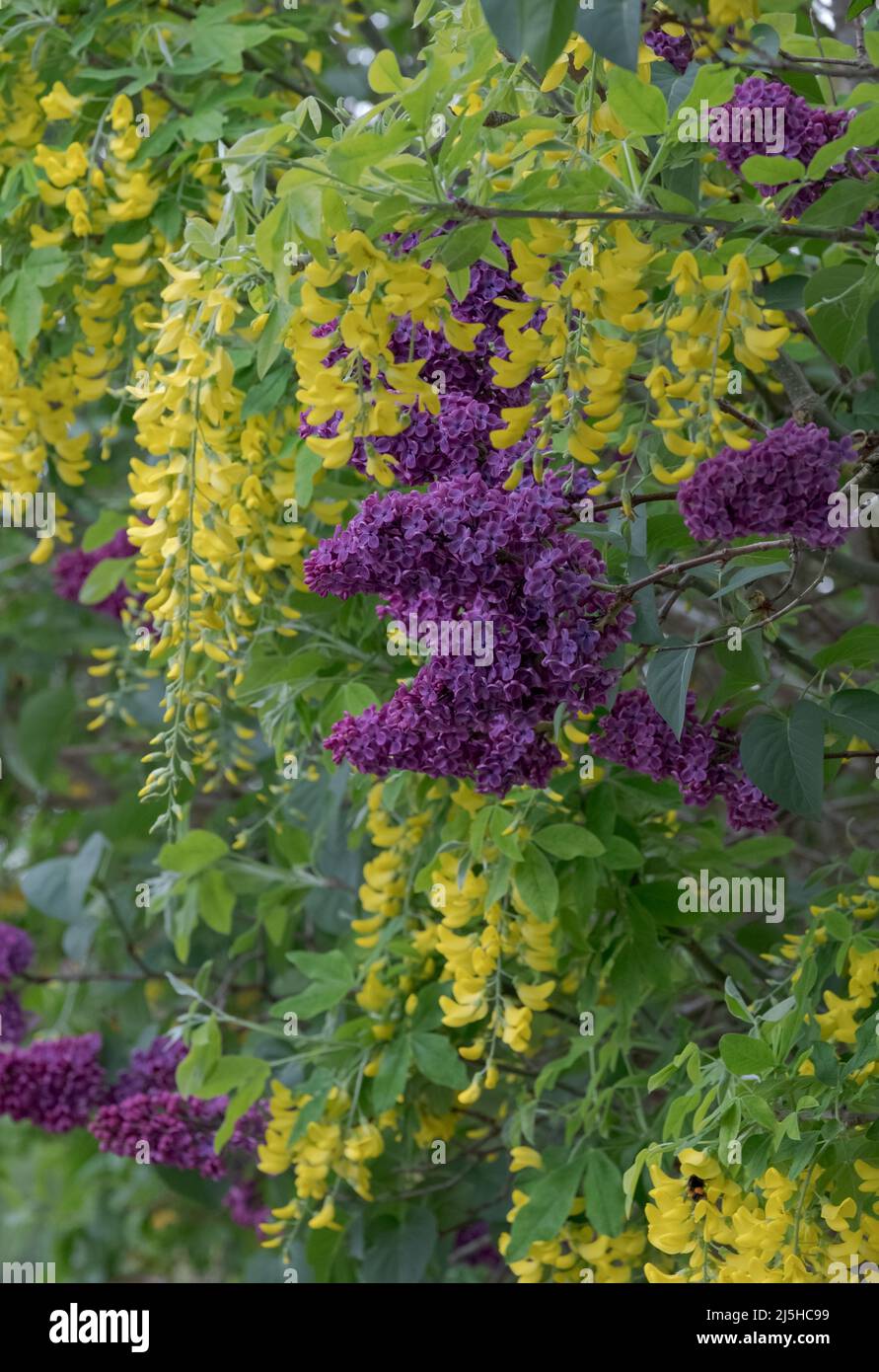 Close up of lilac and laburnum trees growing in close proximity in a ...