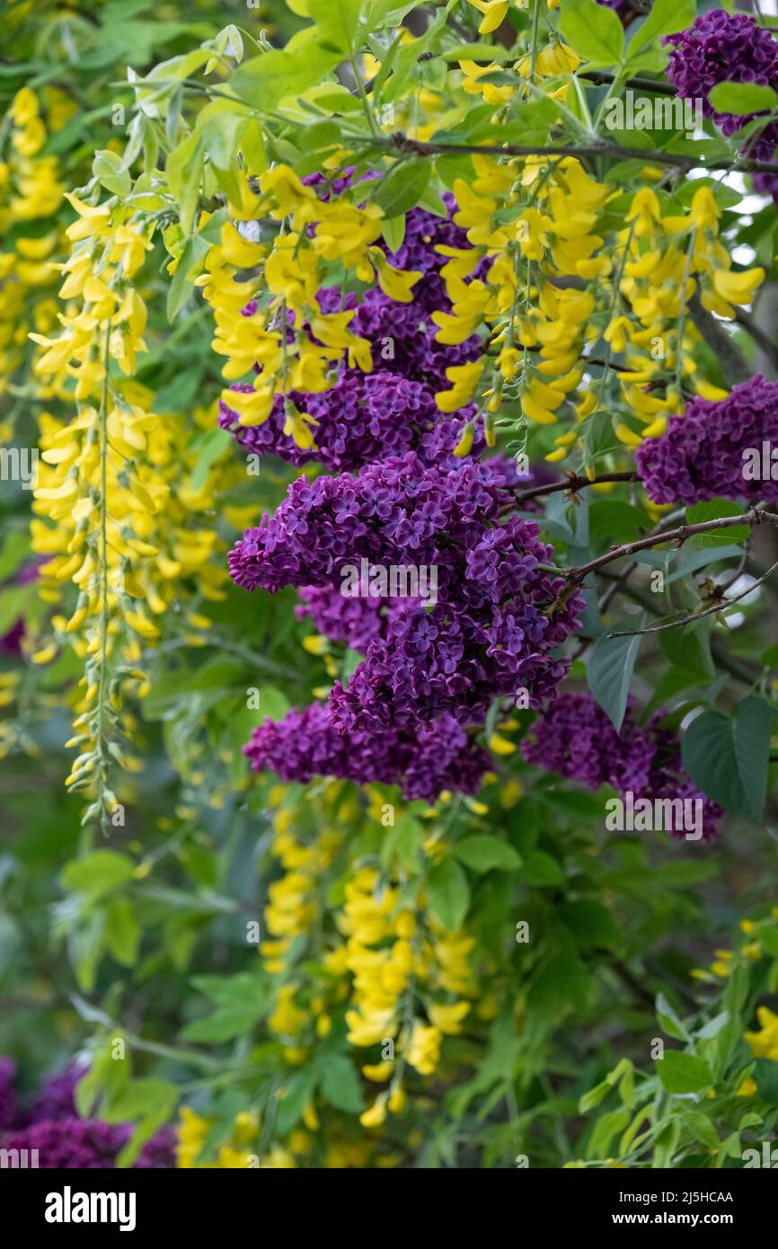 Close up of lilac and laburnum trees growing in close proximity in a ...