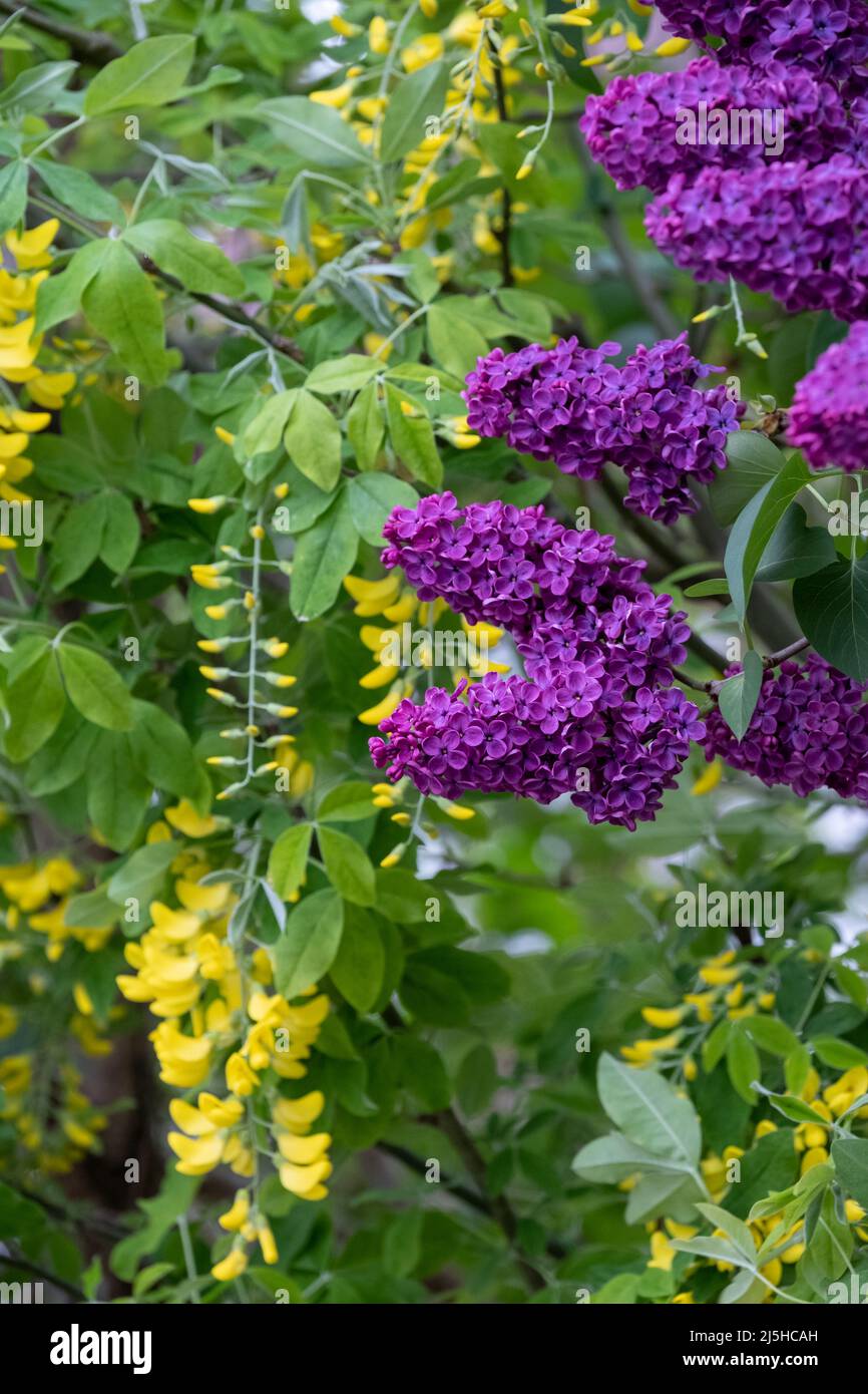 Close up of lilac and laburnum trees growing in close proximity in a ...