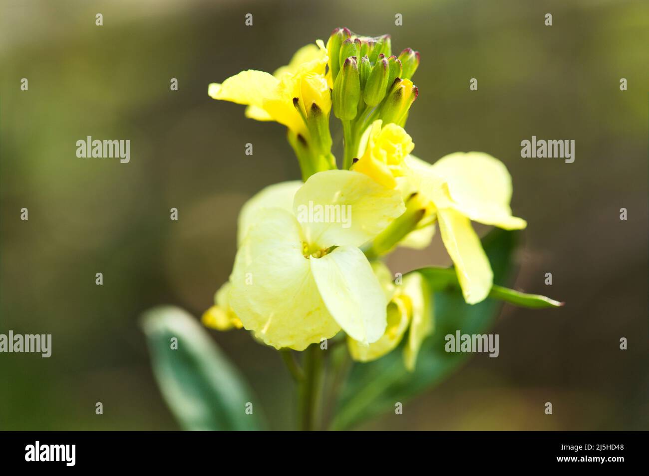 Natural World Plant Beauty - Close-up of Wallflower ( Cheiranthus ...