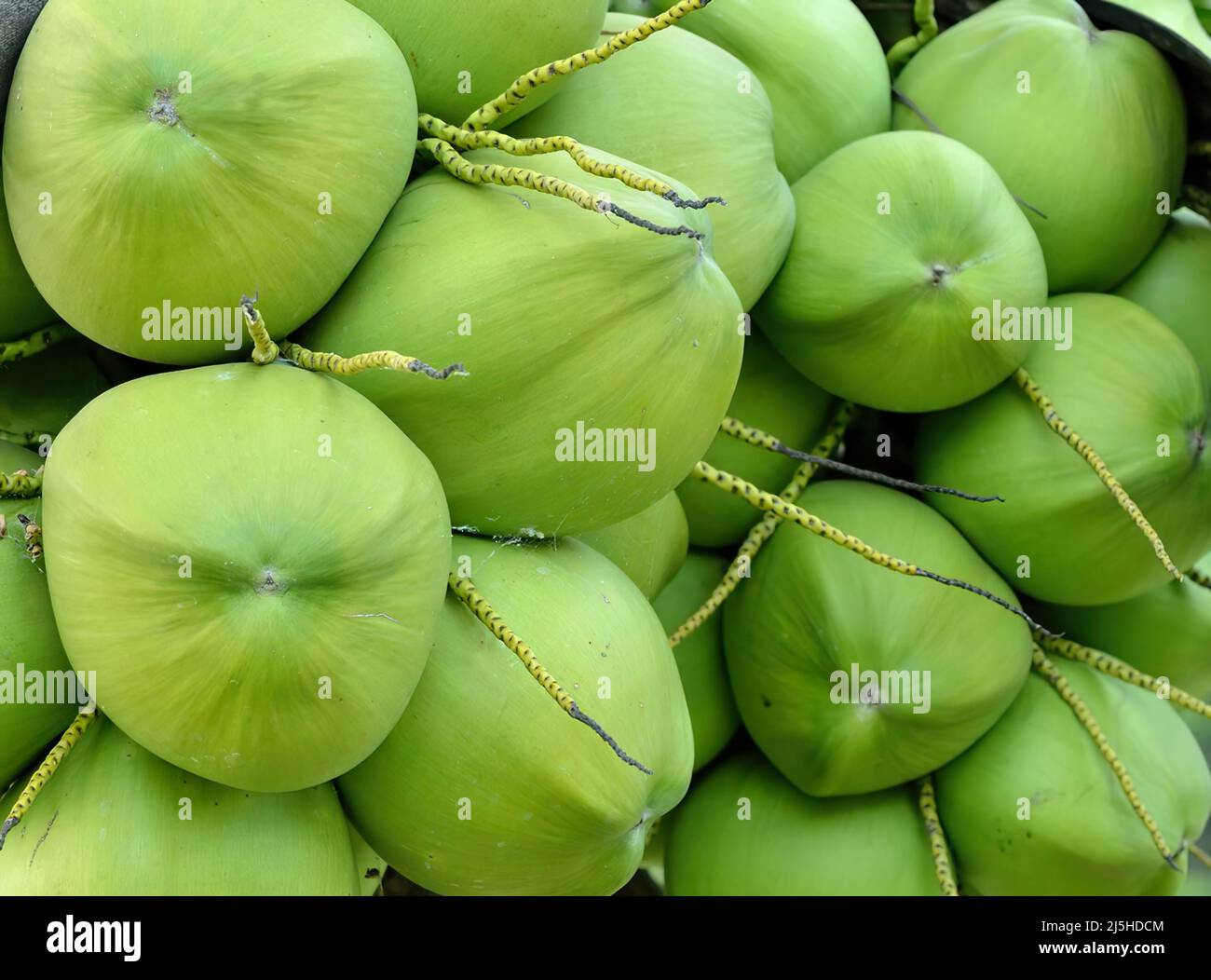 Green coconuts hi-res stock photography and images - Alamy
