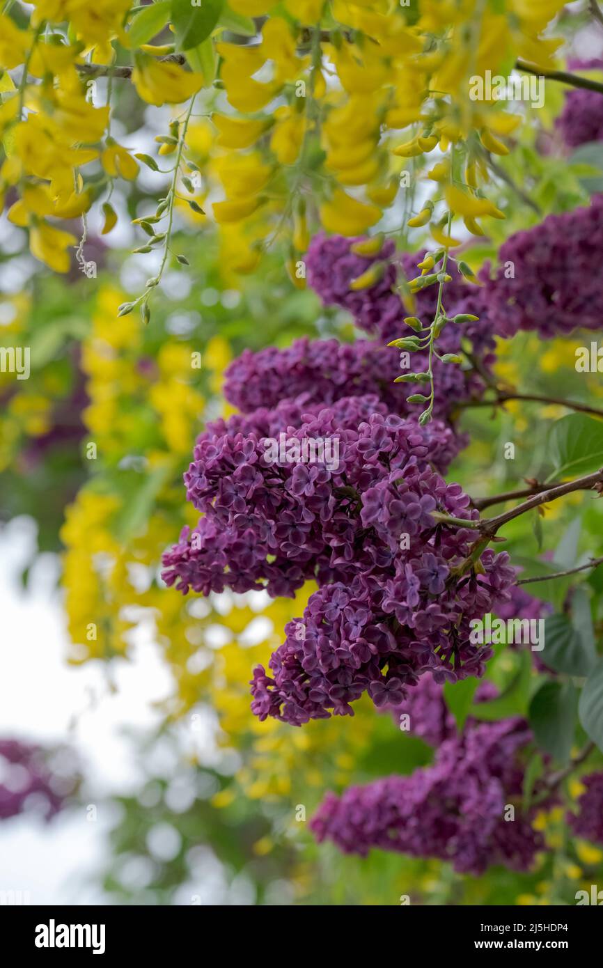 Close up of lilac and laburnum trees growing in close proximity in a ...