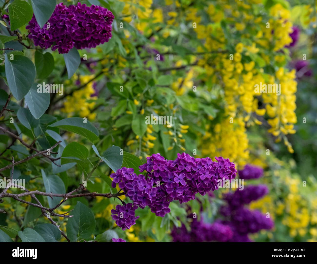 Close up of lilac and laburnum trees growing in close proximity in a ...