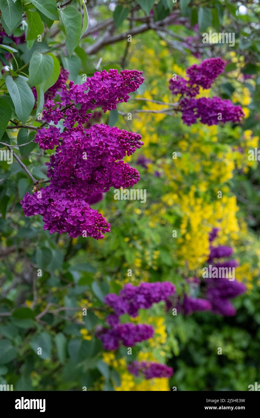 Close up of lilac and laburnum trees growing in close proximity in a ...