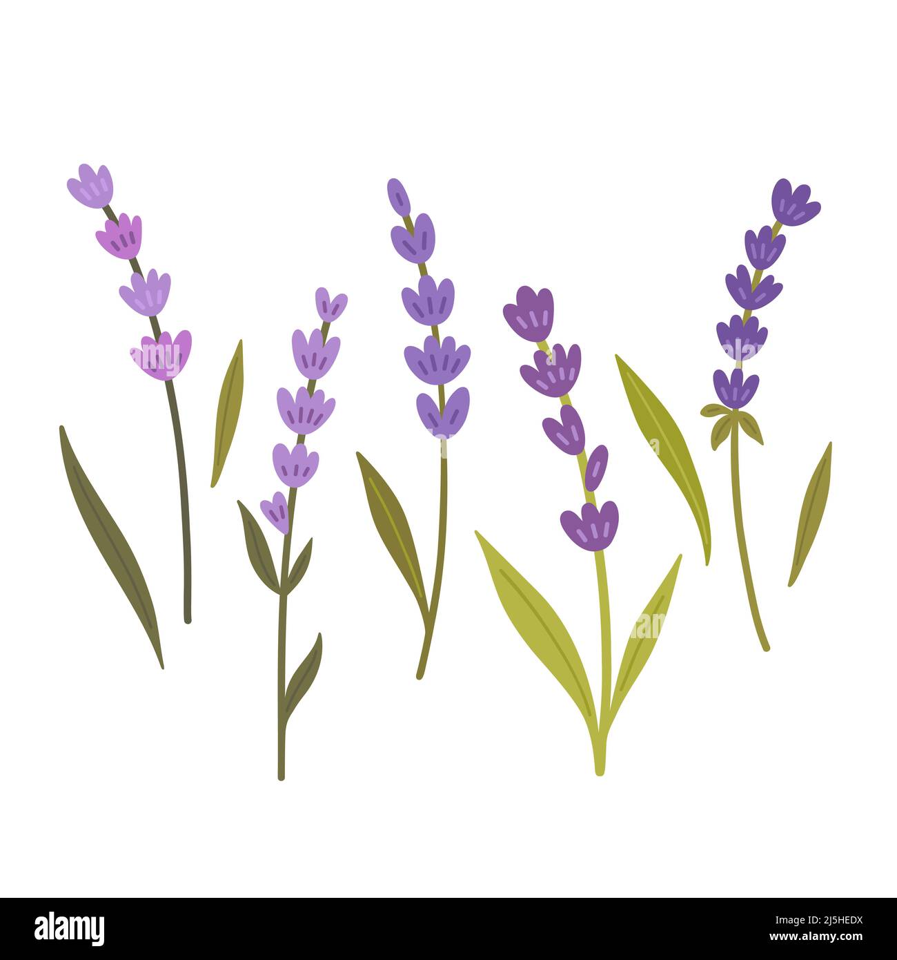 Sprig lavender Stock Vector Images - Alamy