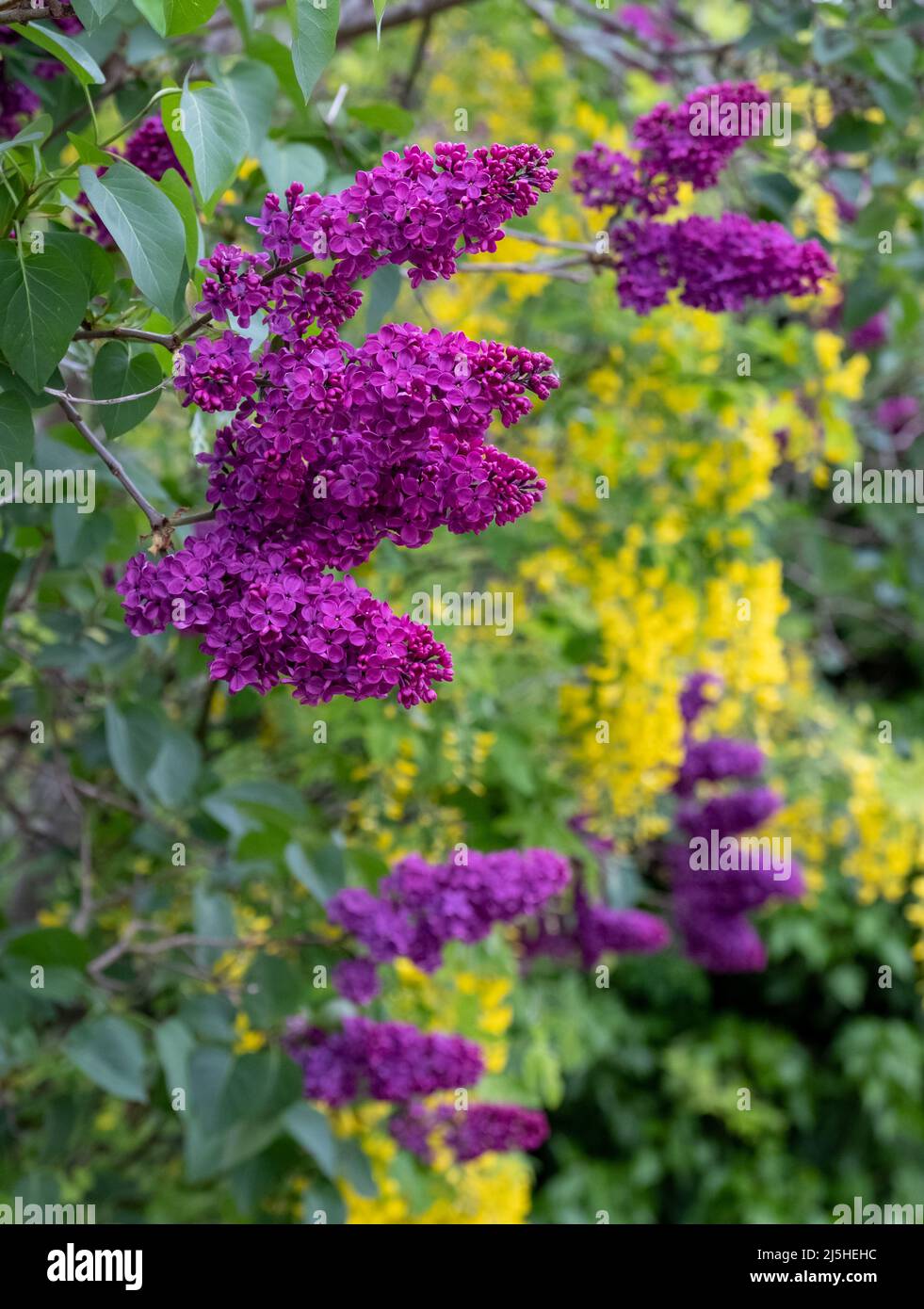 Close up of lilac and laburnum trees growing in close proximity in a ...