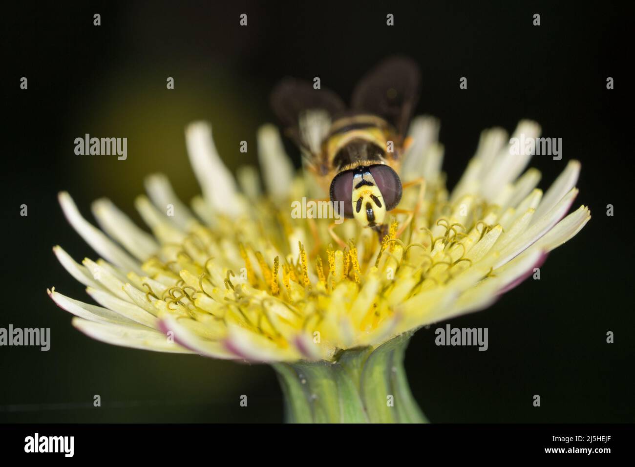 Composite flower head hi-res stock photography and images - Alamy