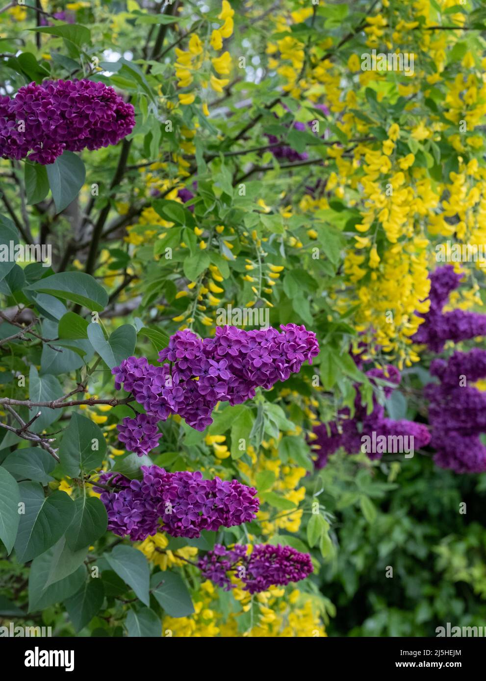 Close up of lilac and laburnum trees growing in close proximity in a ...