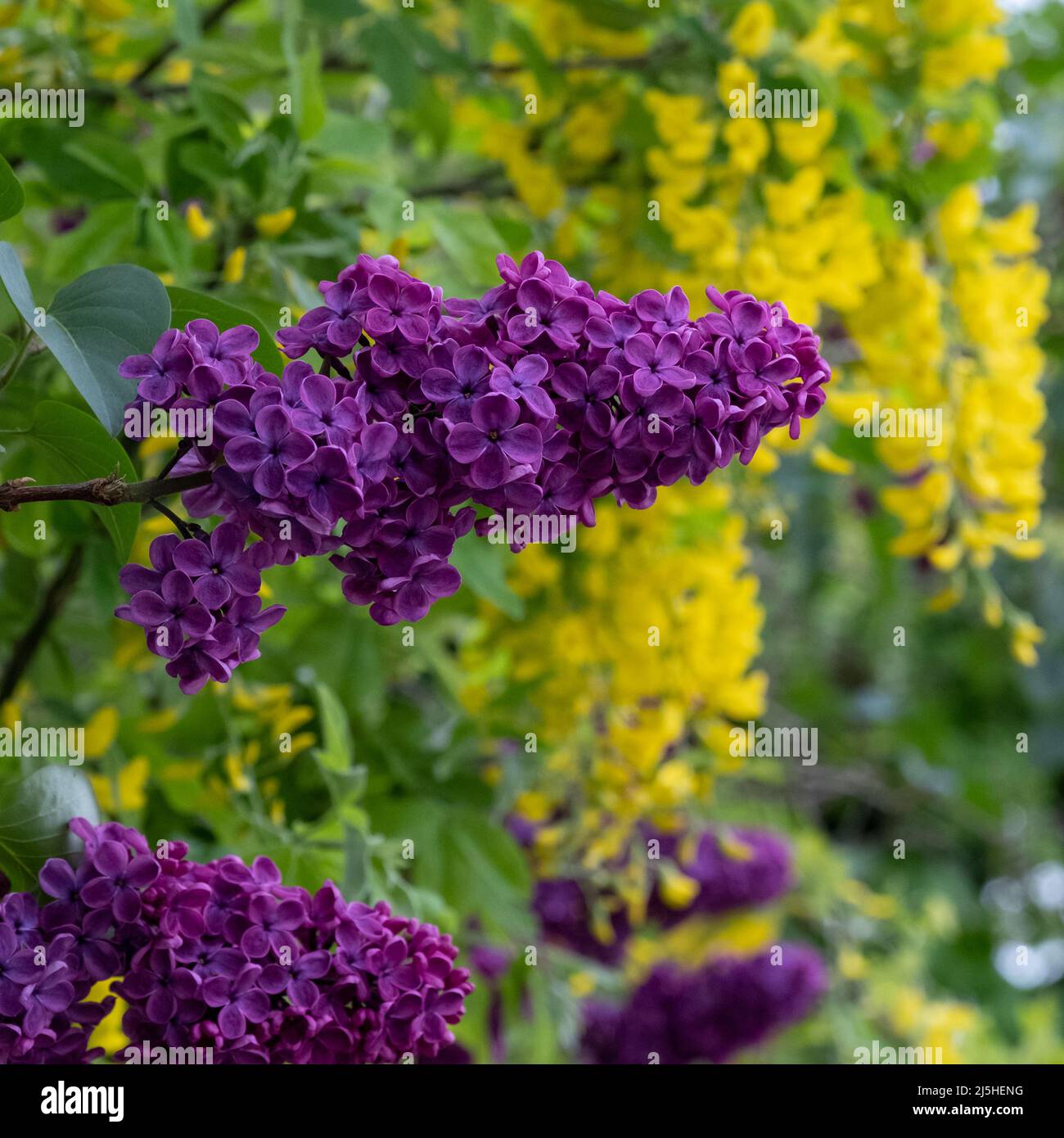 Close up of lilac and laburnum trees growing in close proximity in a ...