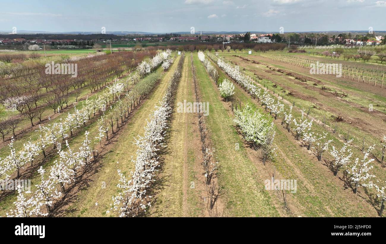Bloomed cherry trees in orchard hi-res stock photography and images - Alamy