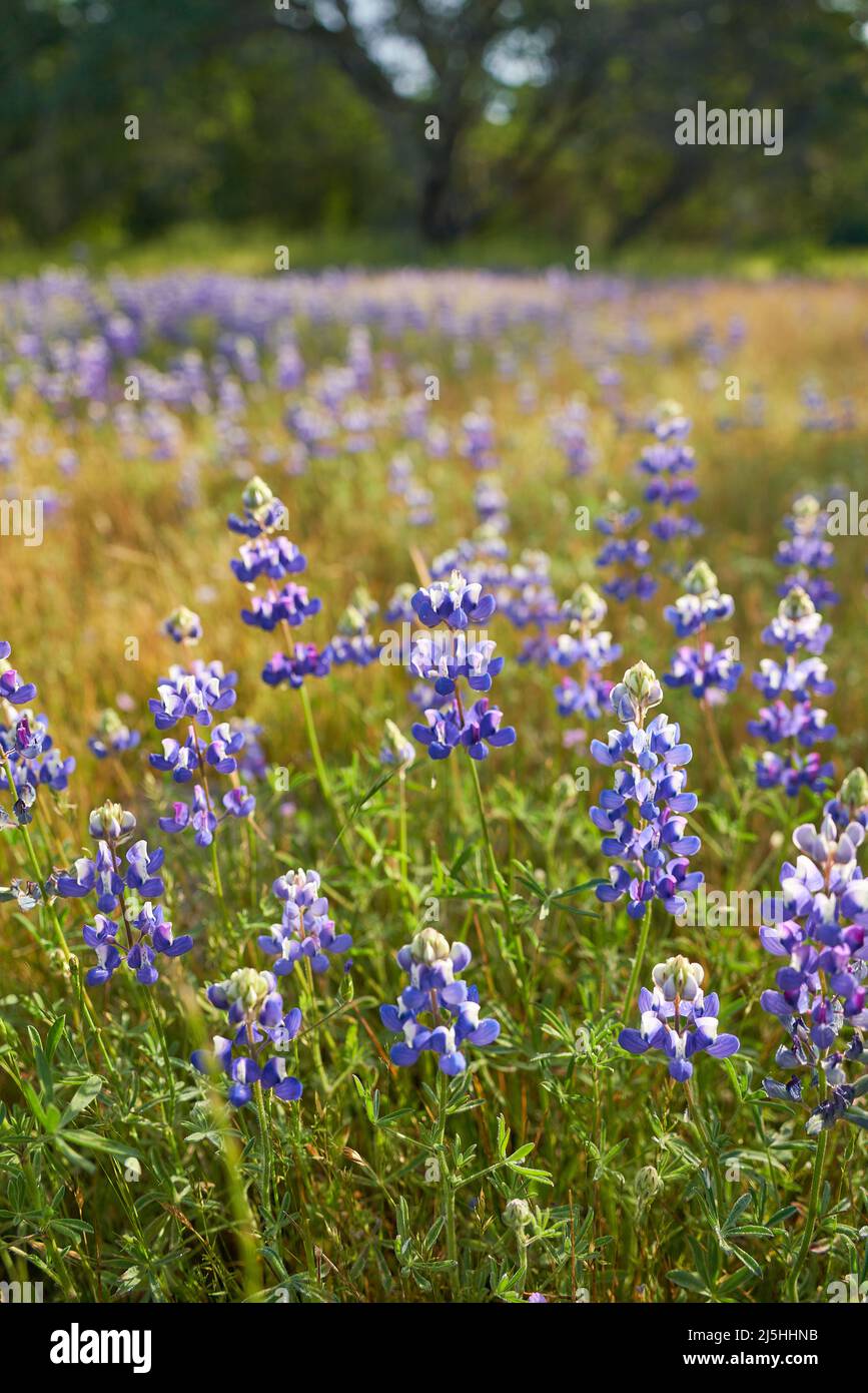 Field of blooming sky lupines, Lupinus nanus, at Windsor, California ...