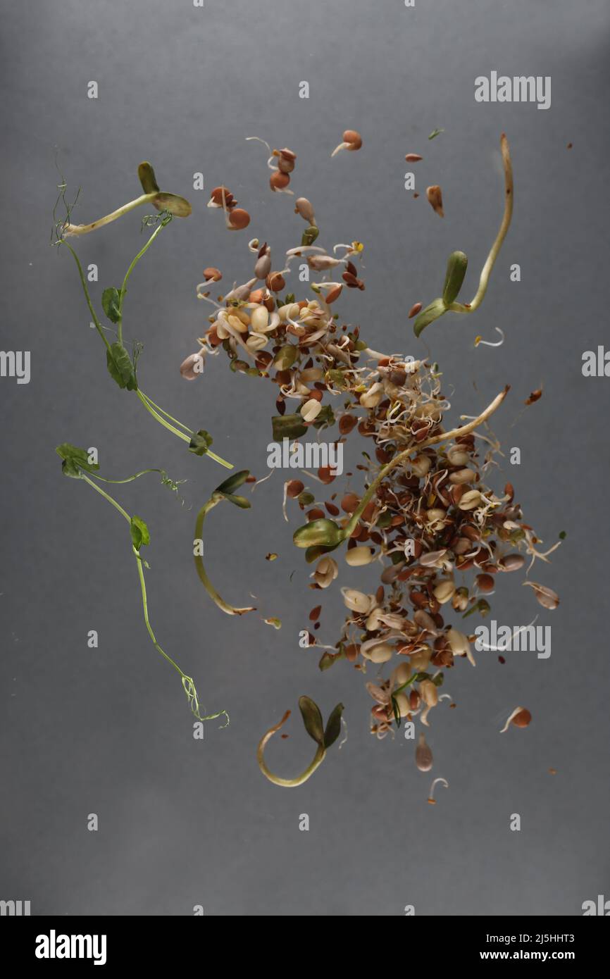 healthy food concept - sprouts of different plants and microgreens ...