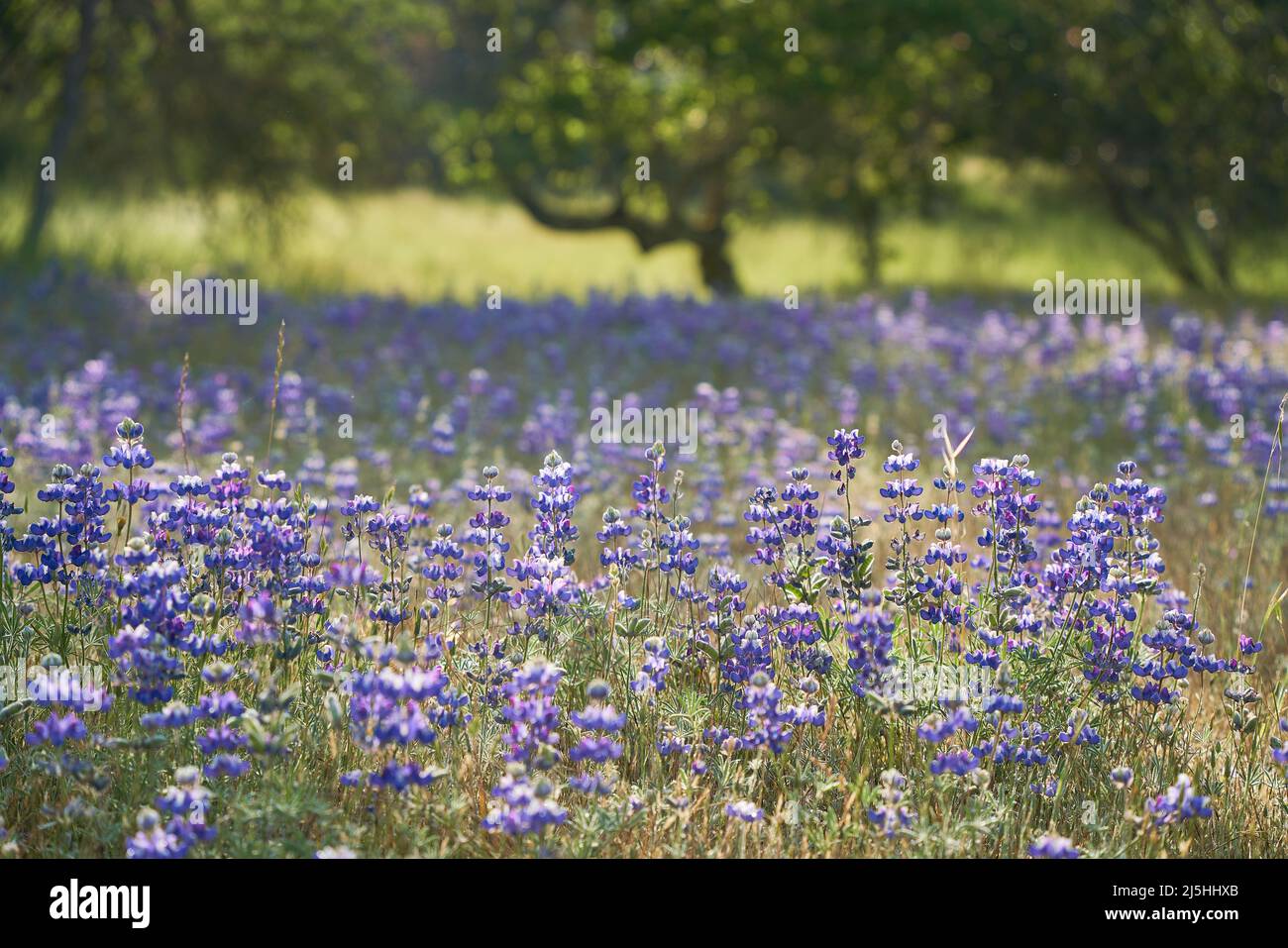 Field of blooming sky lupines, Lupinus nanus, at Windsor, California ...