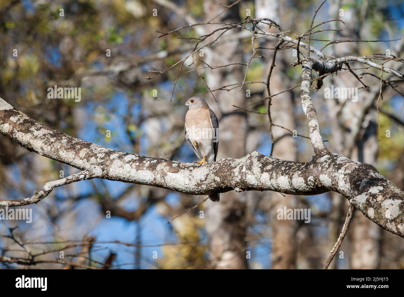 Shikra (also known as Little Banded Goshawk) camouflaged in its natural ...