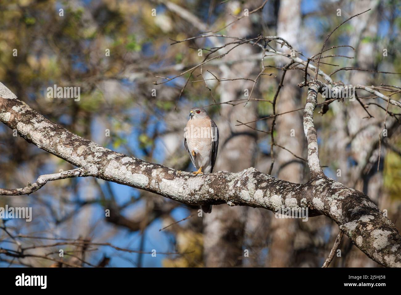 Shikra (also known as Little Banded Goshawk) camouflaged in its natural ...