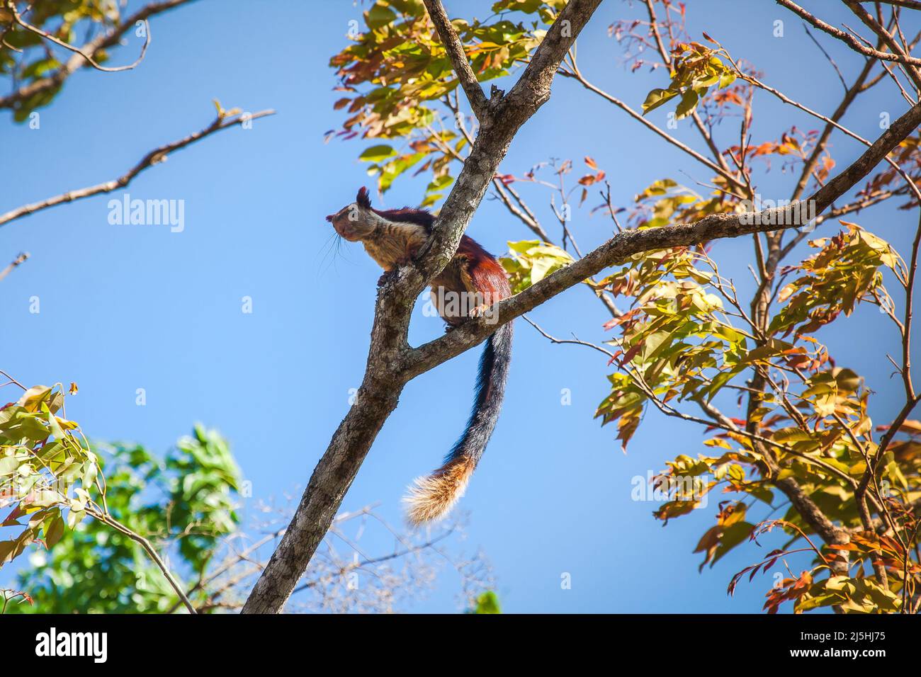 Malabar Giant Squirrel (Ratufa indica) or Indian Giant Squirrel in its ...