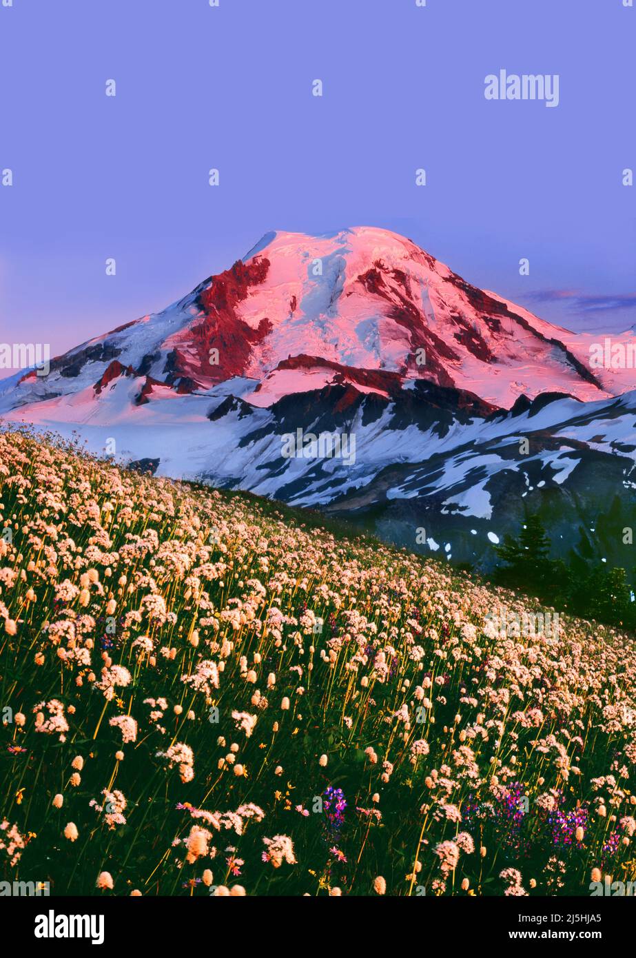 Mount Baker at sunset from Skyline Ridge, North Cascade Range ...