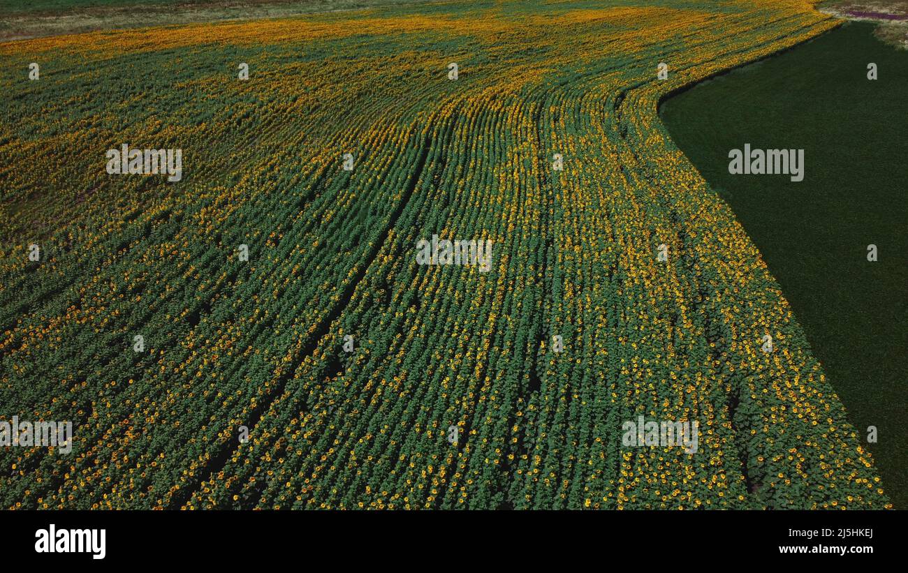Flight above field sunflowers summer hi-res stock photography and ...