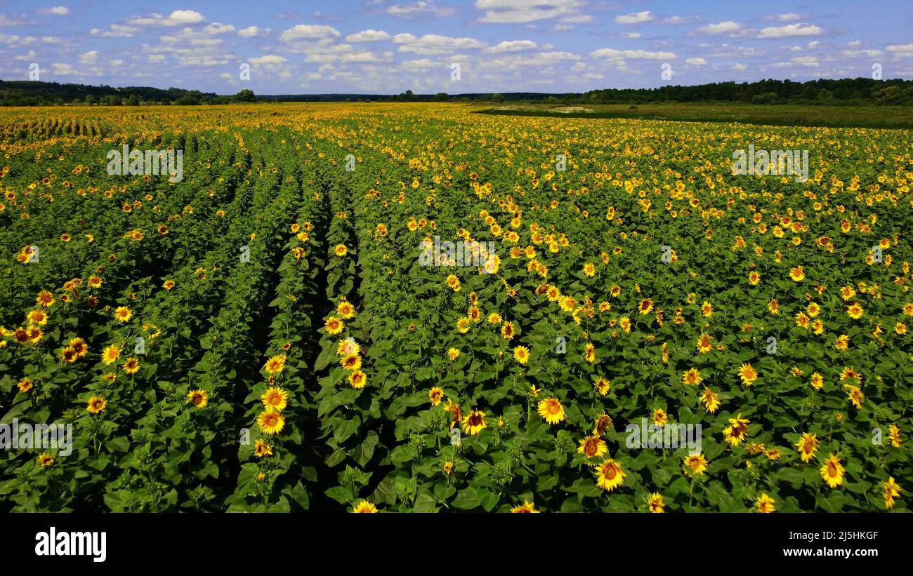 Flight above field sunflowers summer hi-res stock photography and ...
