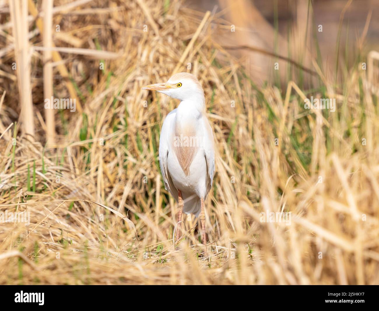 Cattail mound hi-res stock photography and images - Alamy