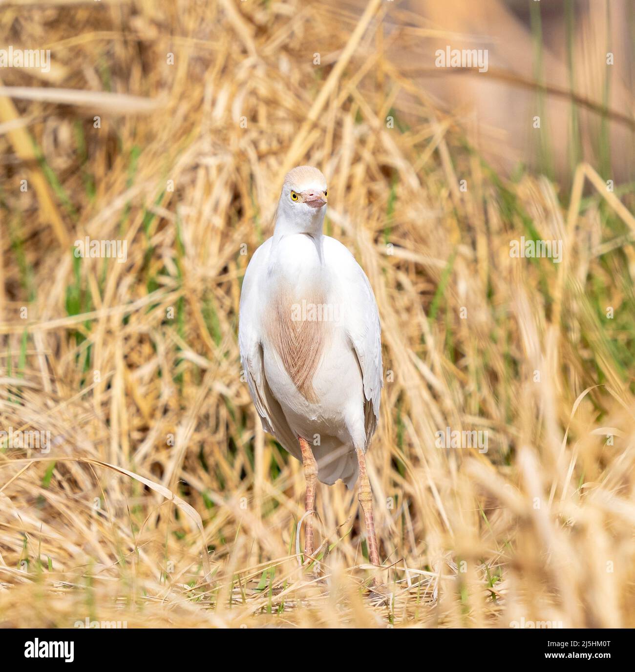 Close up of a Cattle Egret with a pointy beak, bright yellow eyes and ...
