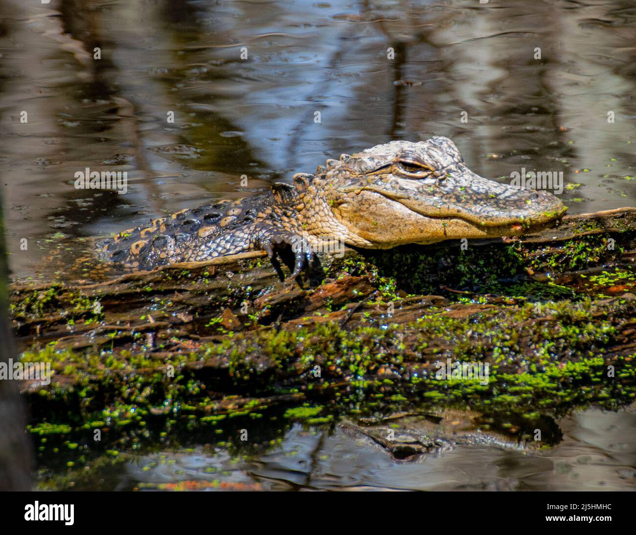 American Alligator basking in the sun on a log Stock Photo - Alamy