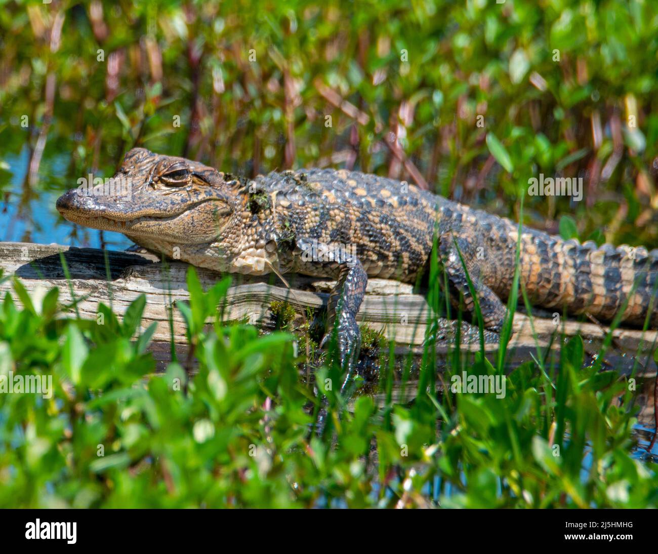 American Alligator basking in the sun on a log Stock Photo - Alamy