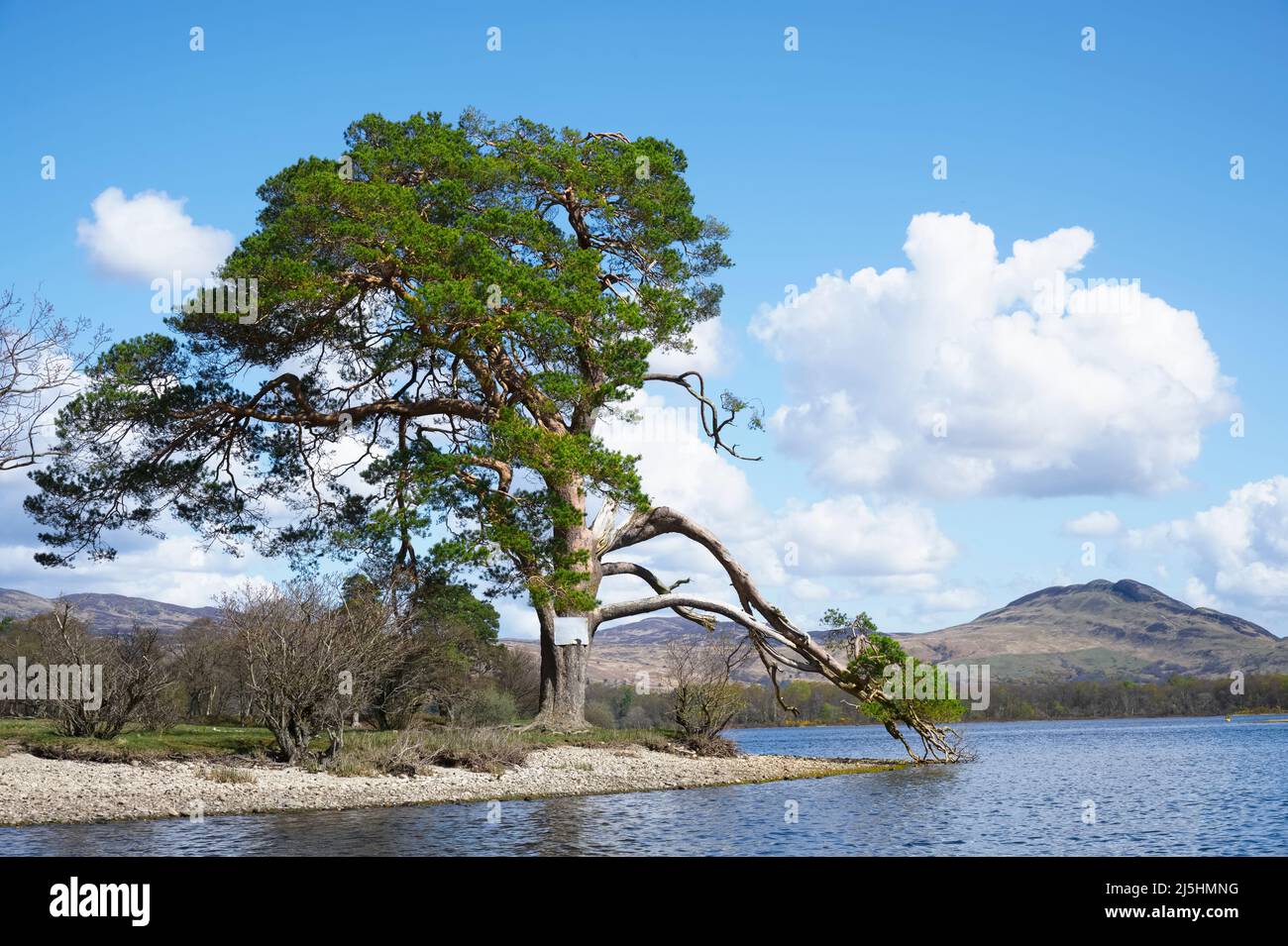 Inchconnachan loch lomond hi-res stock photography and images - Alamy