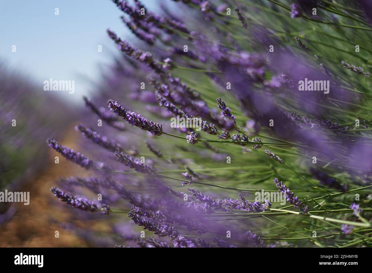 Lavender bloom panorama hi-res stock photography and images - Alamy