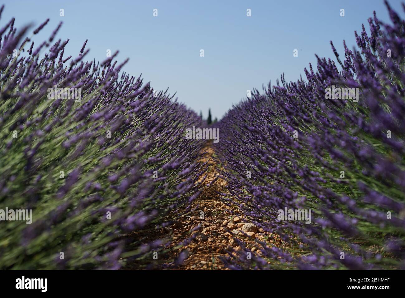 Lavender bloom panorama hi-res stock photography and images - Alamy