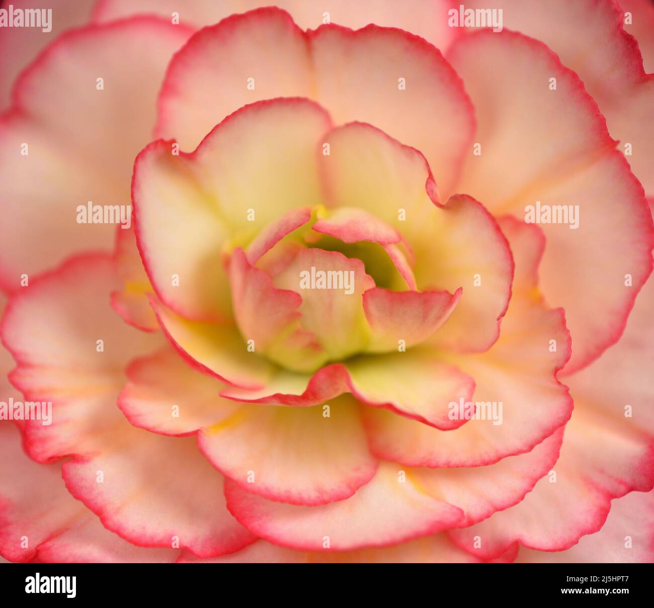 Macrophotograph of single Nonstop Rose Picotee Begonia flower with ...