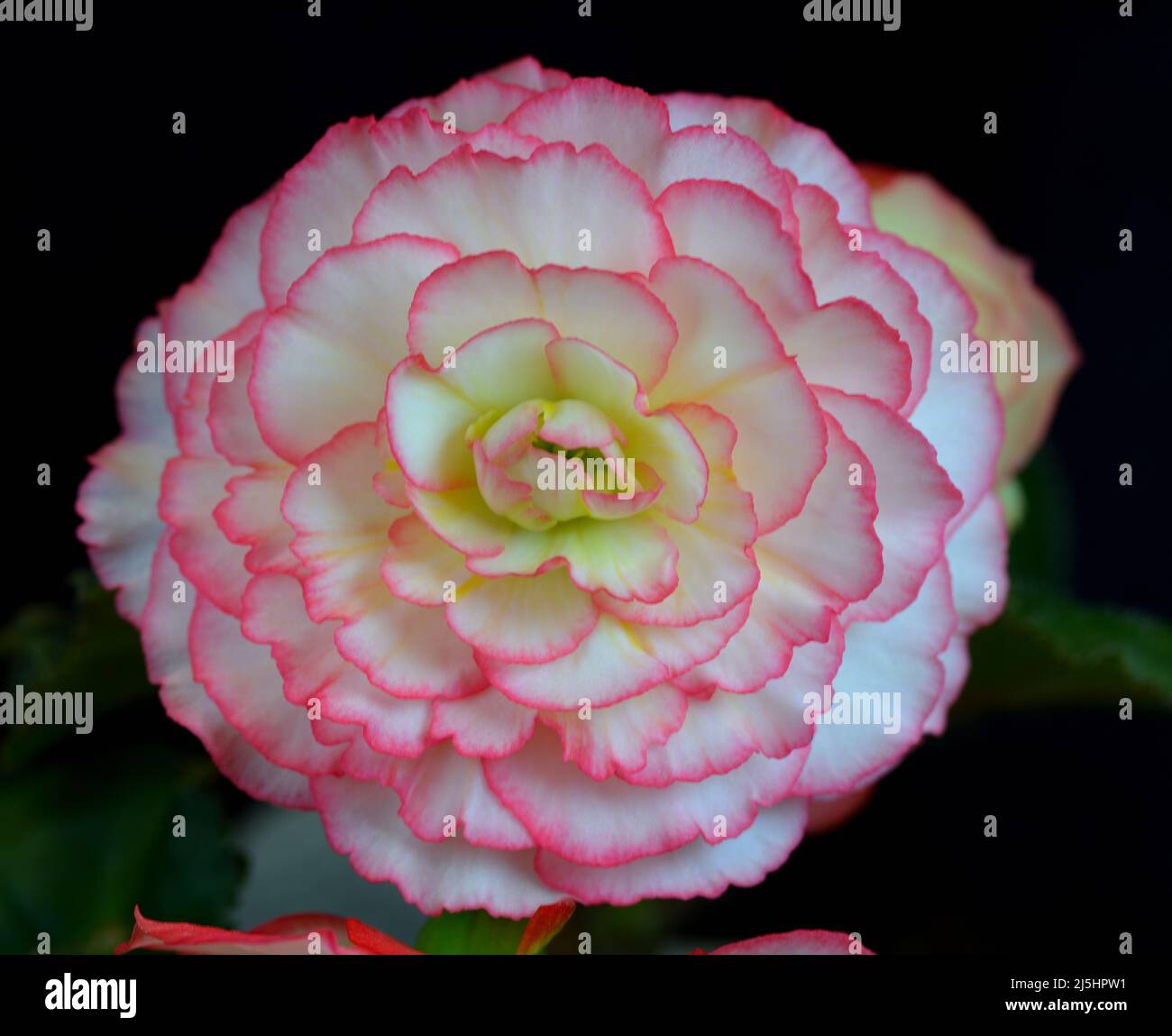 Macrophotograph of single Nonstop Rose Picotee Begonia flower with ...