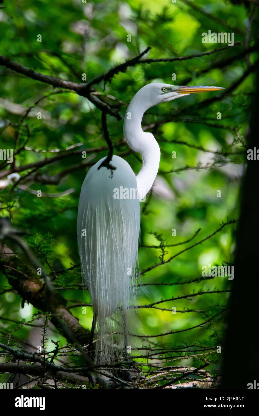 Egrets nesting in a Tree at a rookery Stock Photo - Alamy