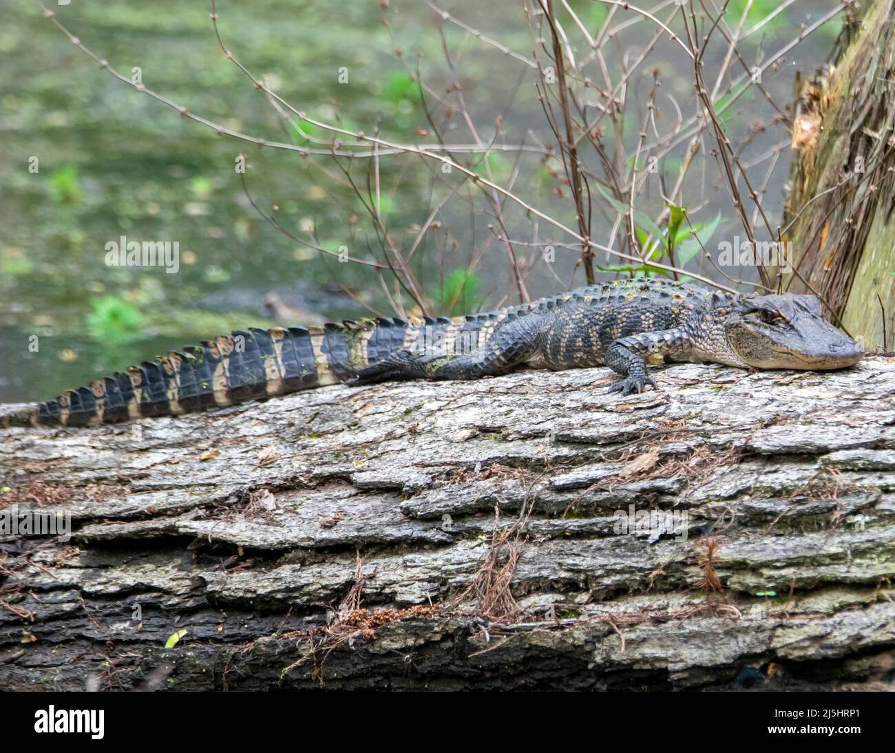 American Alligator basking in the sun on a log Stock Photo - Alamy