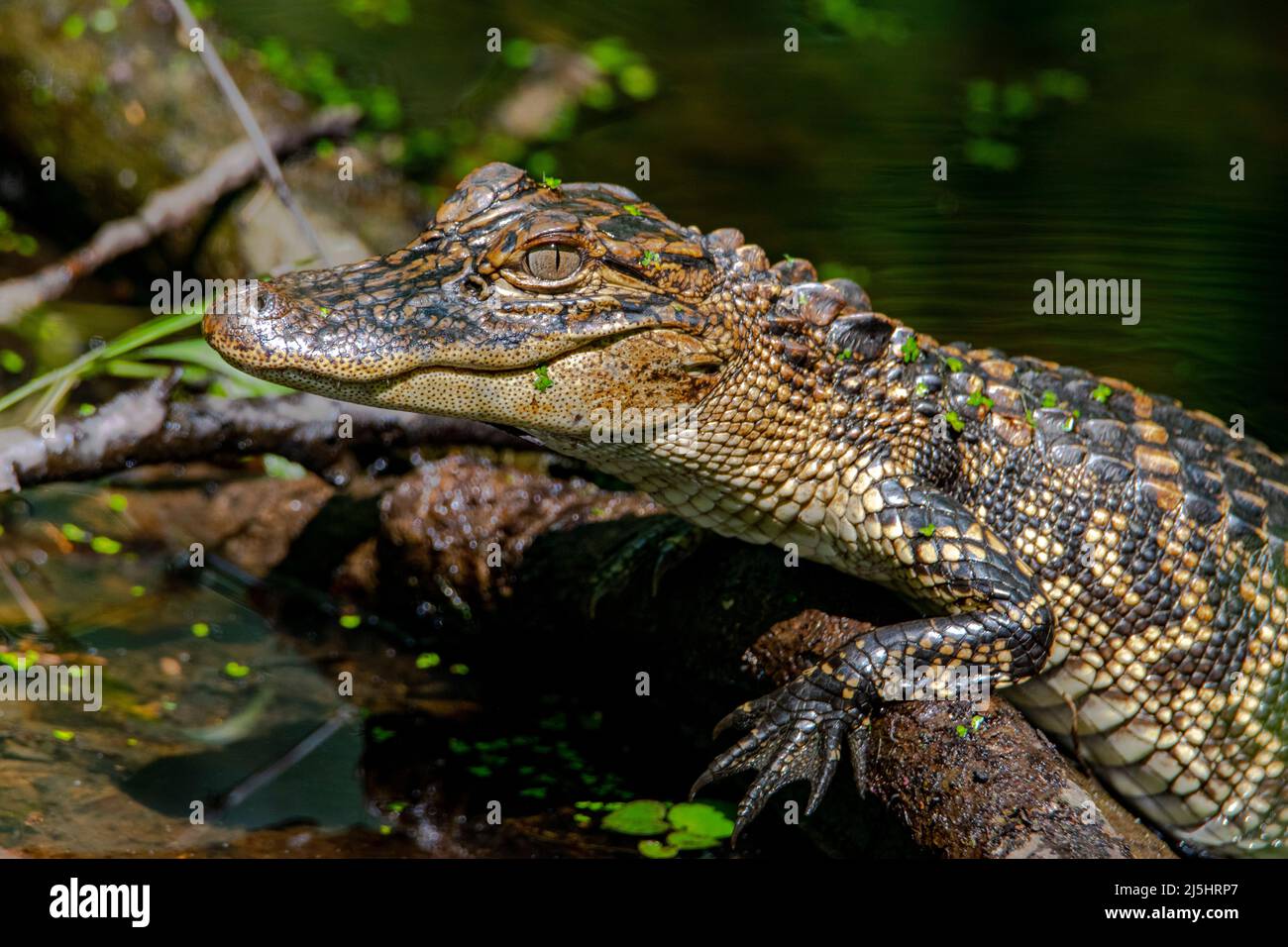 American Alligator basking in the sun on a log Stock Photo - Alamy
