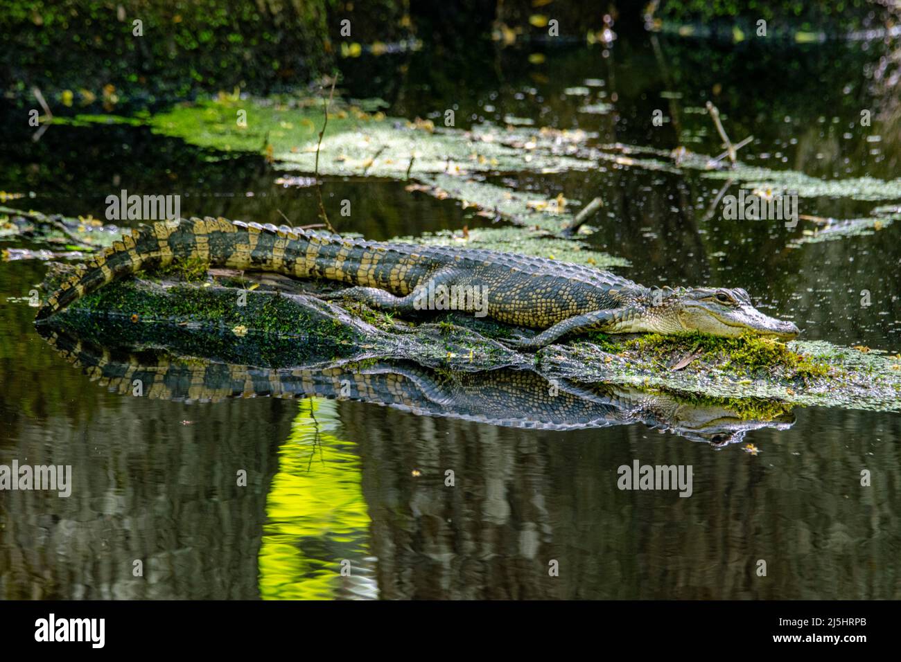 American Alligator basking in the sun on a log Stock Photo - Alamy