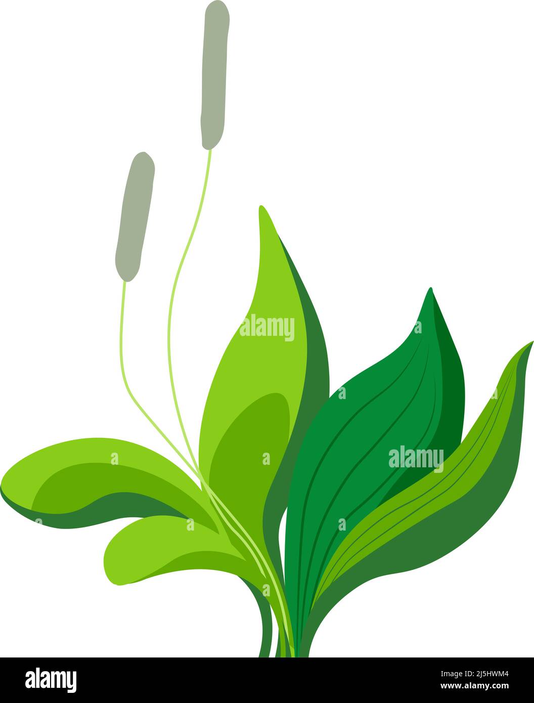 Plantain stem Stock Vector Images - Alamy