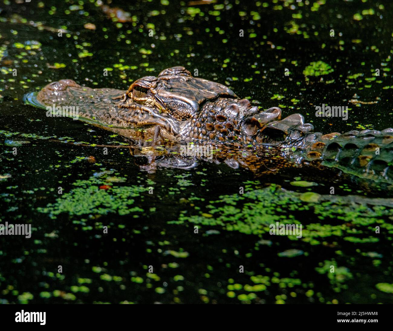 American Alligator Head sitting above the water in a swamp Stock Photo ...