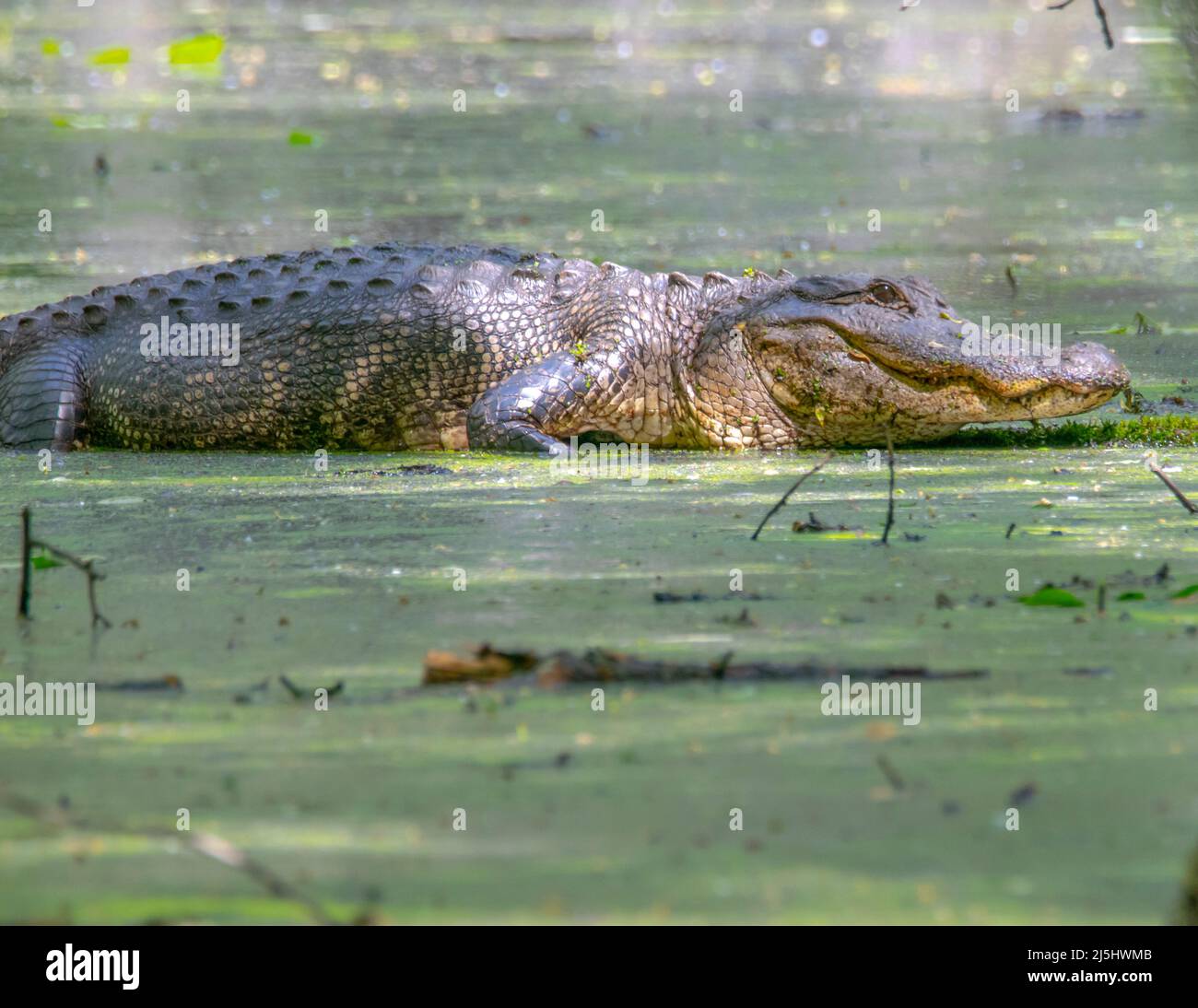 American Alligator basking in the sun on a log Stock Photo - Alamy