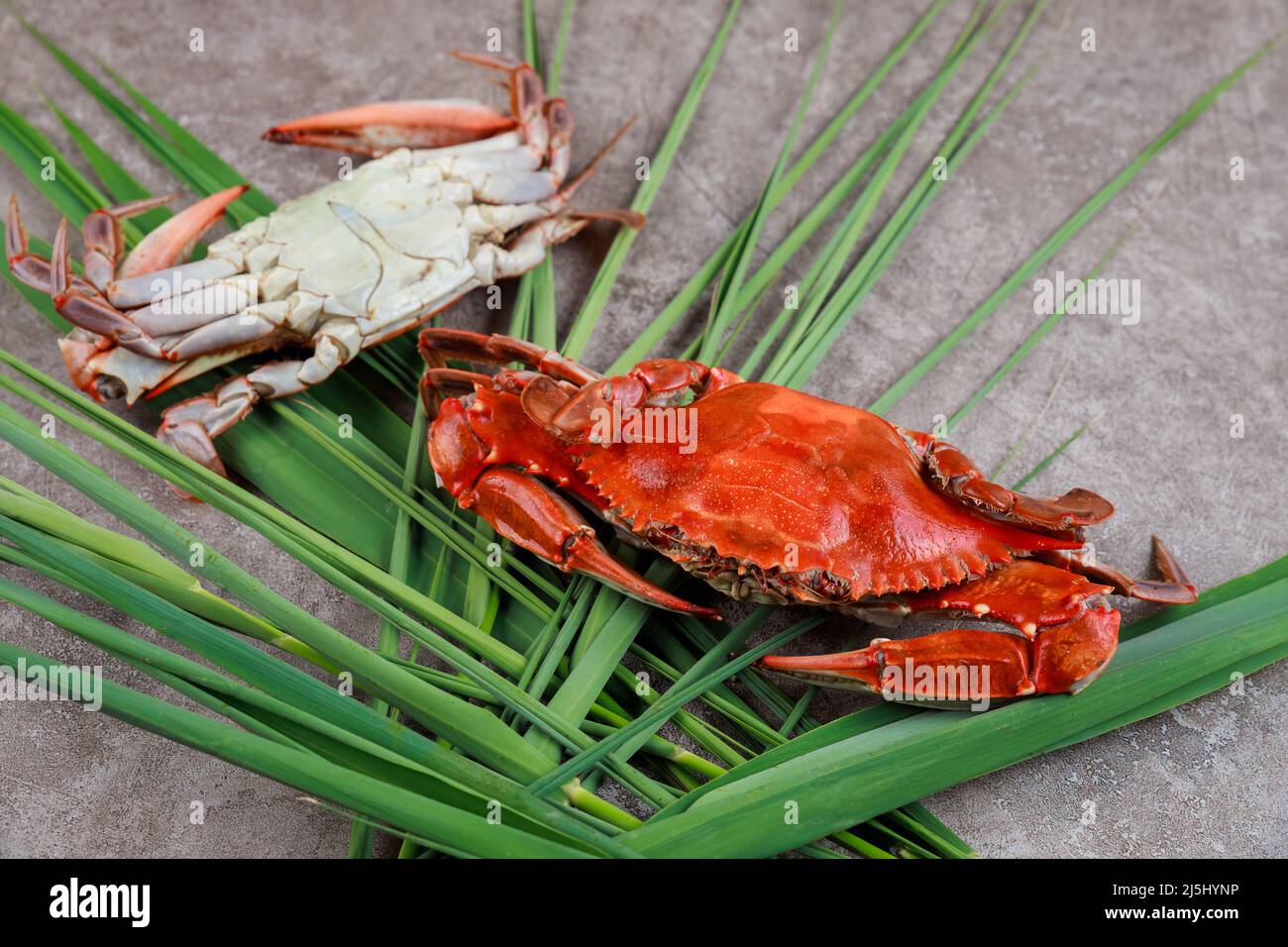 Two boiled crabs with green grass on a grey surface Stock Photo - Alamy