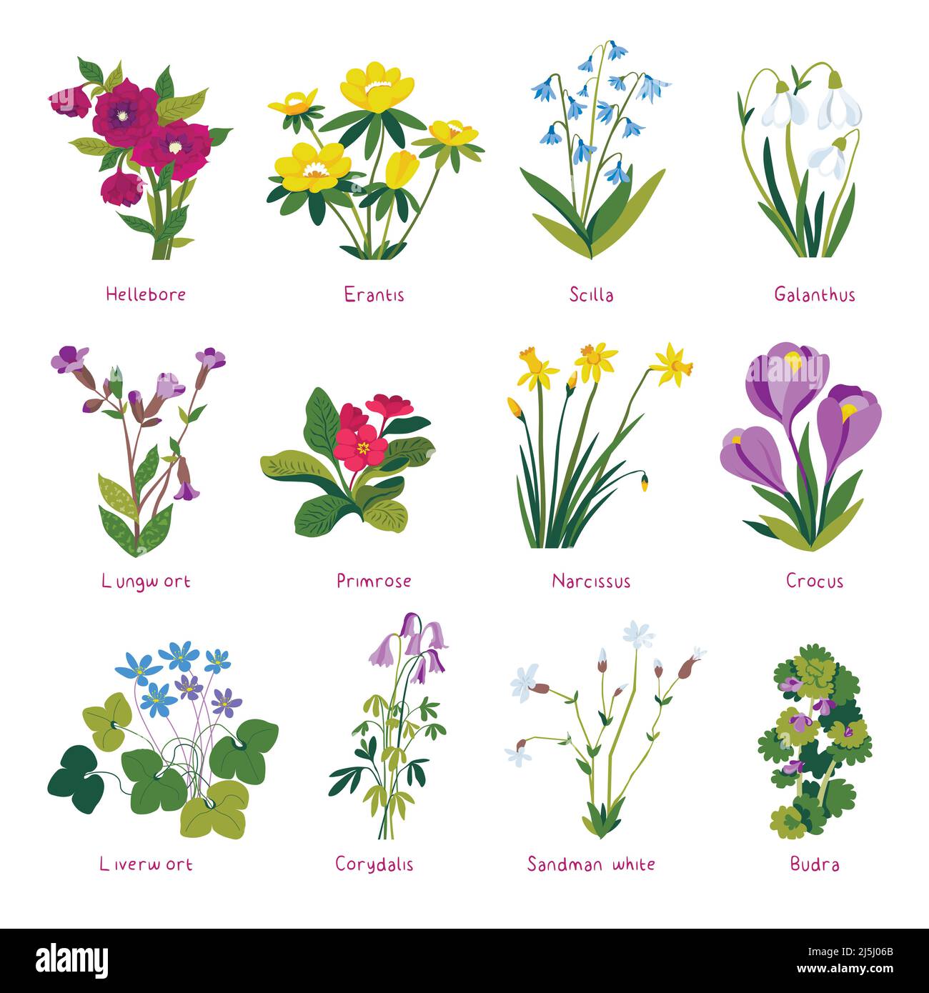 First violet crocus flowers Cut Out Stock Images & Pictures - Alamy