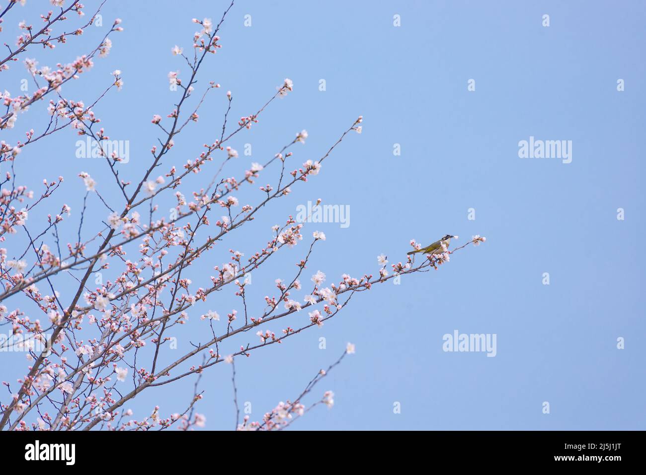 Birds in cherry trees Stock Photo - Alamy