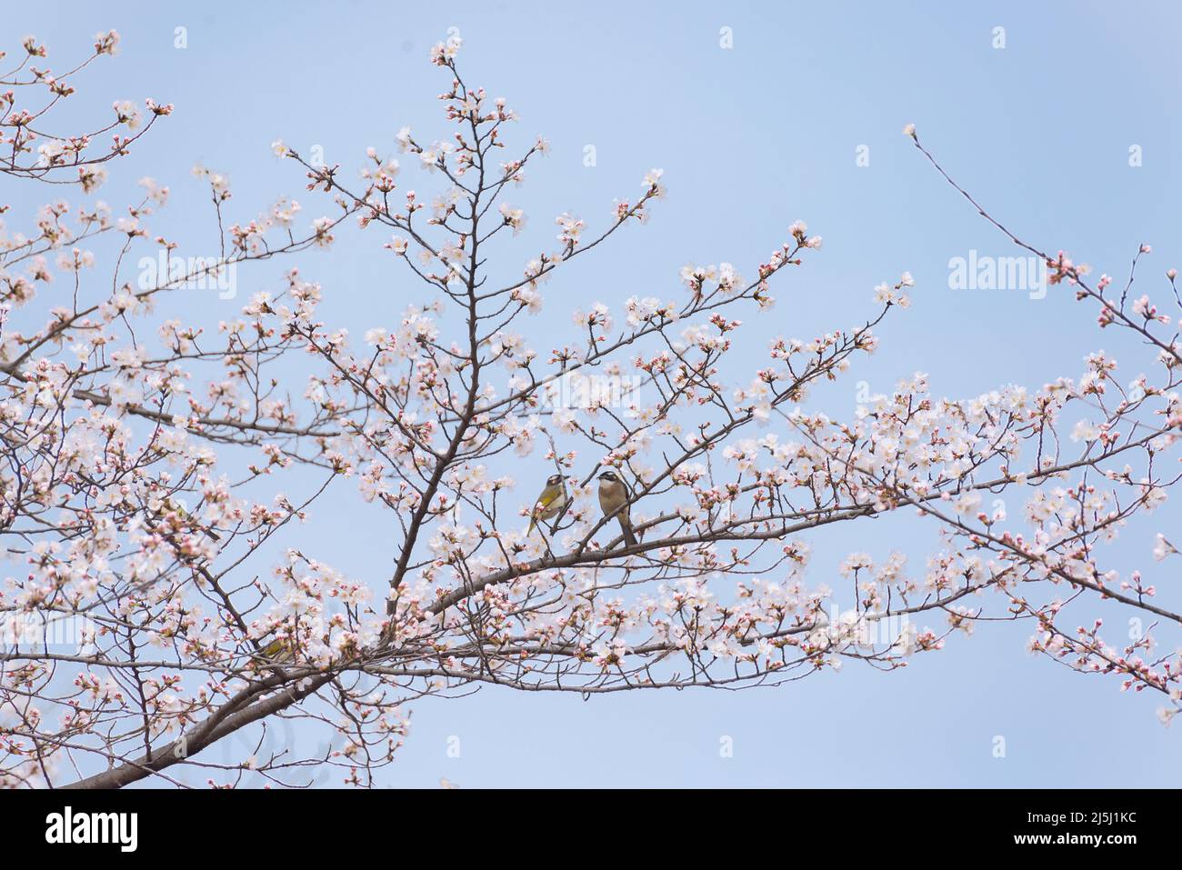 Birds in cherry trees Stock Photo - Alamy